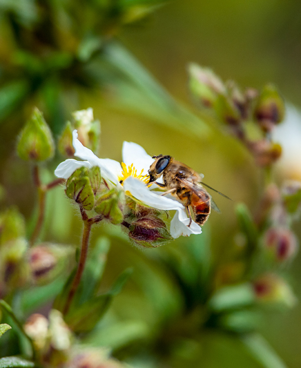 Bees, Bugs and Buds – Our Pleasure Garden in Alberobello, Puglia