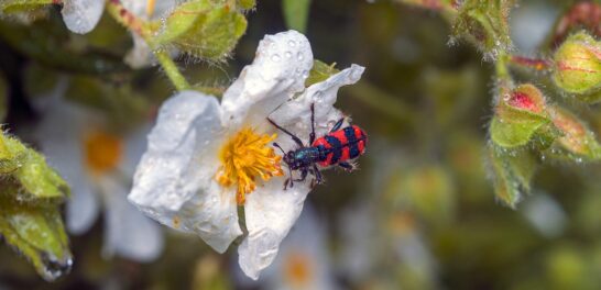 Bees, Bugs and Buds – Our Pleasure Garden in Alberobello, Puglia