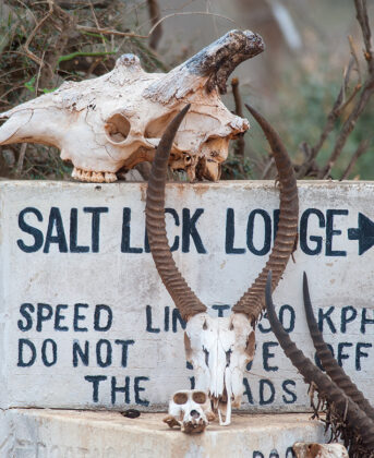 On Safari, to Sarova Salt Lick Game Lodge, Tsavo West, Kenya