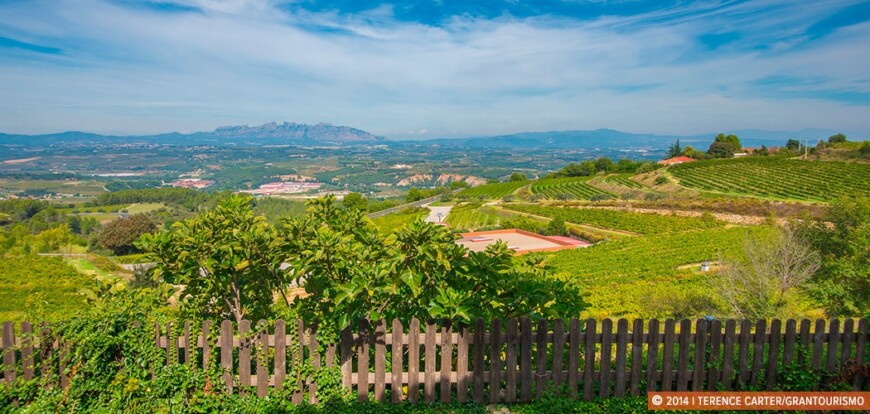 Best Cava Wineries Near Barcelona – A Penedès Wine Region Road Trip