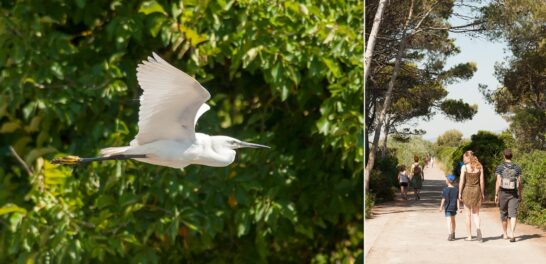 Mallorca Birdwatching – Spring on Mallorca Is Birding Time