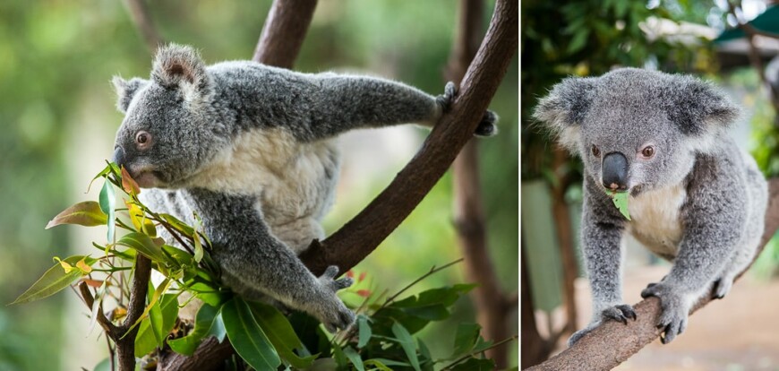 How to Help Koalas Hurt and Homeless from Australian Bushfires